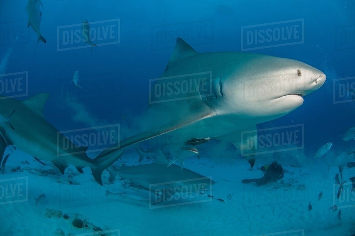 Underwater view of pregnant bull shark, Playa Del Carmen, Quintana Roo ...