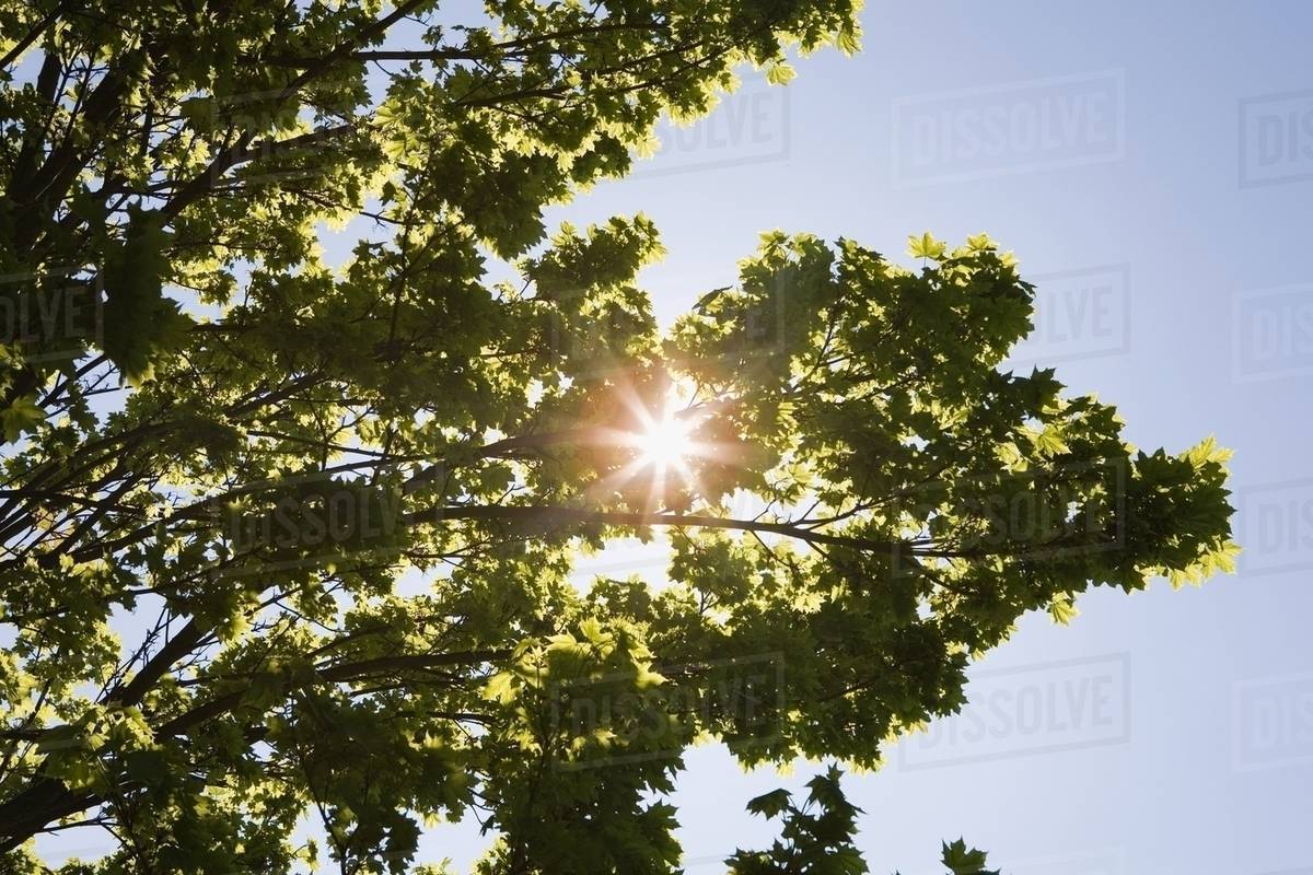 Sunlight through tree - Royalty-free Stock Photo | Dissolve