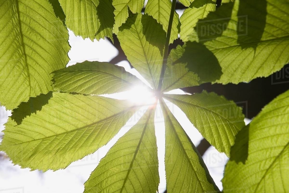 Sunlight through leaves - Royalty-free Stock Photo | Dissolve