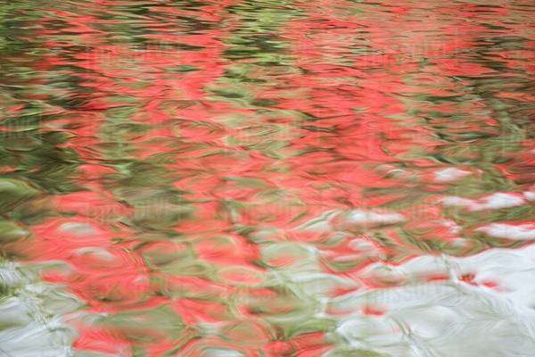 Reflections in a pond - Stock Photo - Dissolve