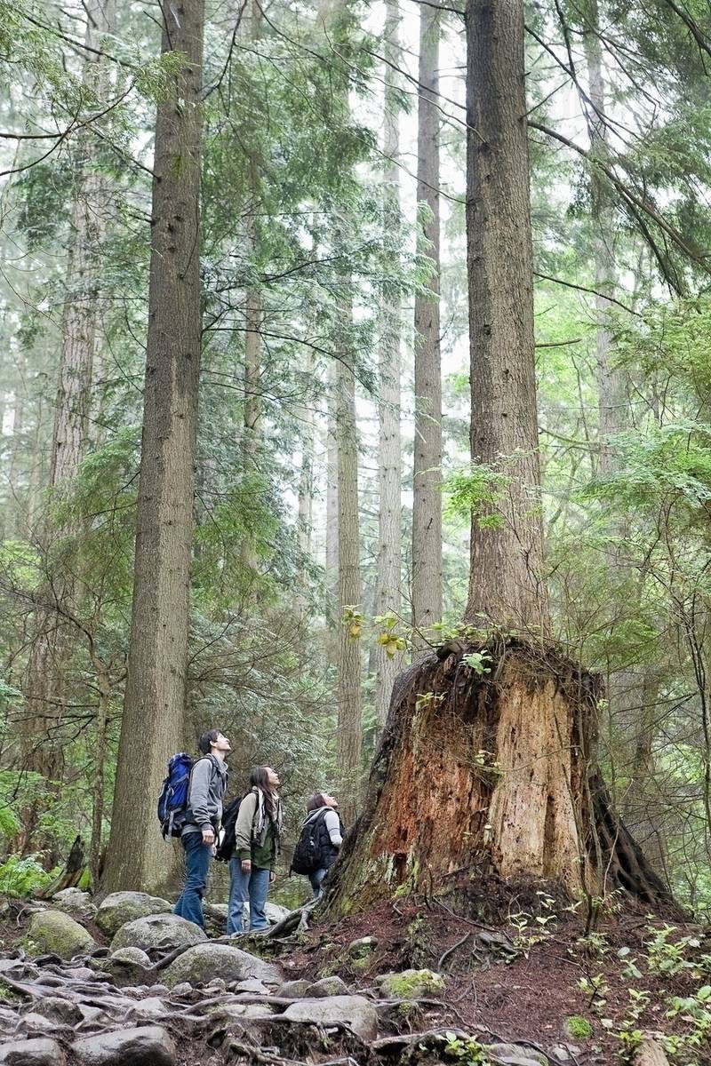 People in forest - Royalty-free Stock Photo | Dissolve