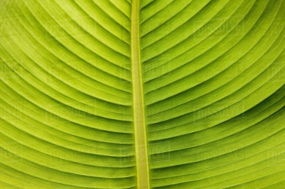 Close up of a leaf - Stock Photo - Dissolve