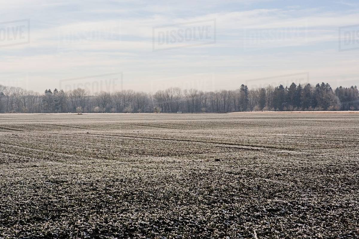Frosty field - Royalty-free Stock Photo | Dissolve