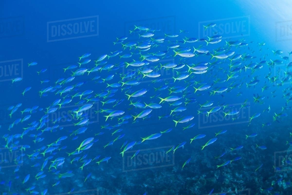 Shoal of fish - Royalty-free Stock Photo | Dissolve