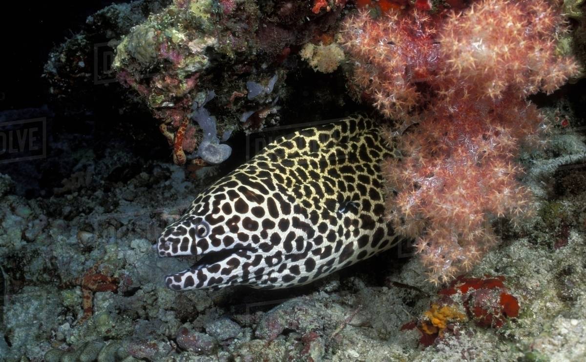 Blackspotted or laced moray eel - Stock Photo - Dissolve