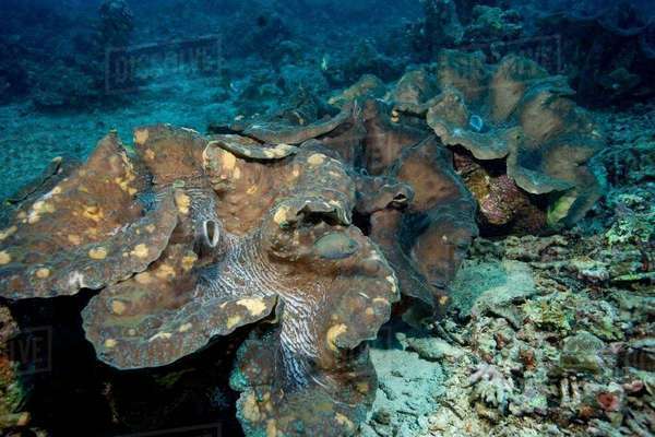 Cluster of Giant clams. - Royalty-free Stock Photo | Dissolve