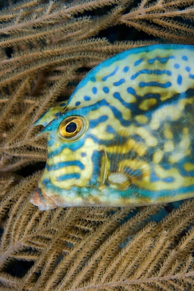 Scrawled trunkfish. - Royalty-free Stock Photo | Dissolve
