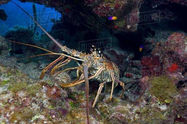 Lobster in defense posture. - Royalty-free Stock Photo | Dissolve