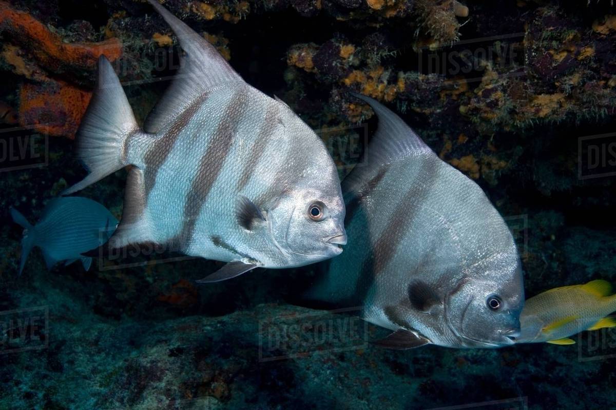 Pair of Atlantic spadefish. - Royalty-free Stock Photo | Dissolve