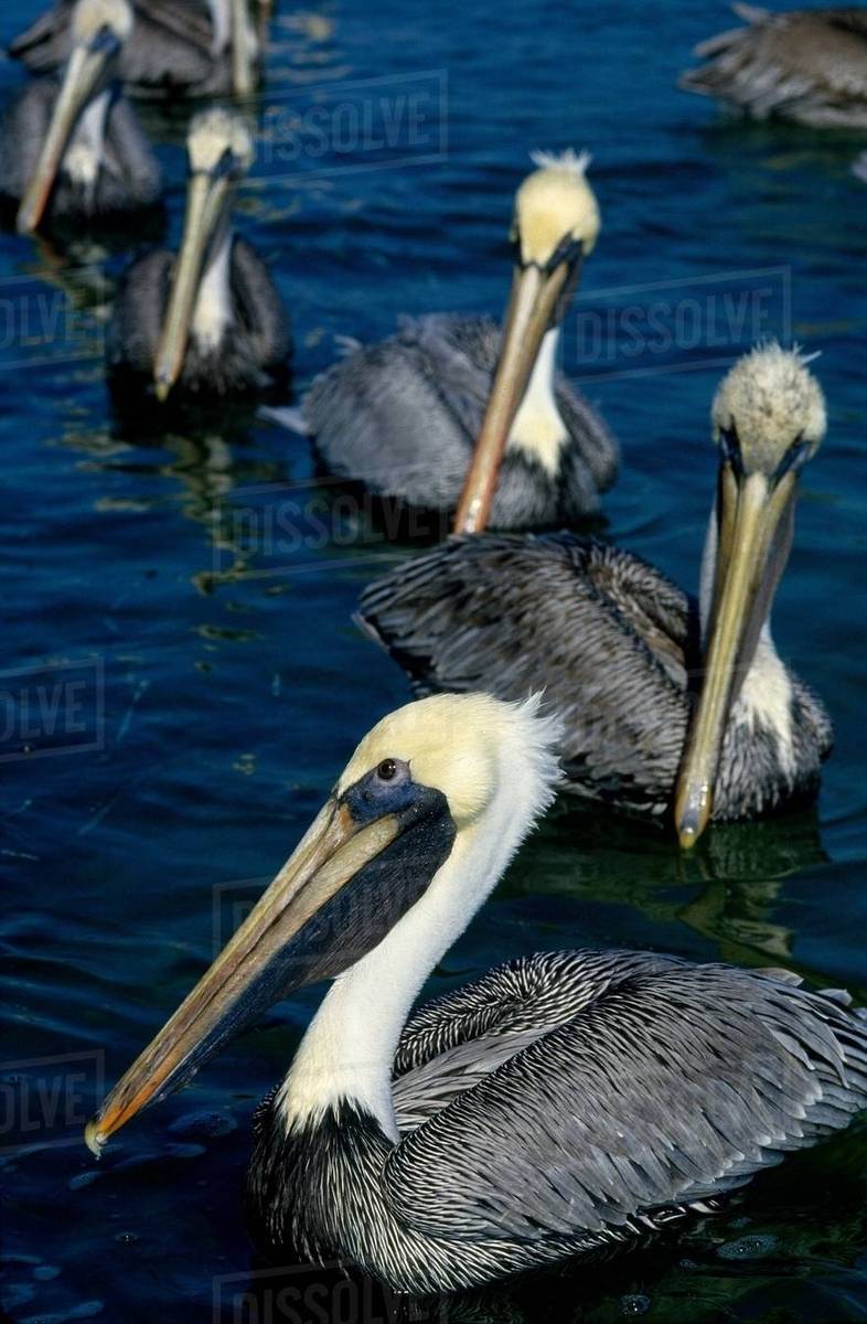 Pelicans on parade. - Royalty-free Stock Photo | Dissolve