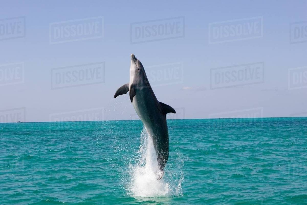 Leaping dolphin. - Royalty-free Stock Photo | Dissolve