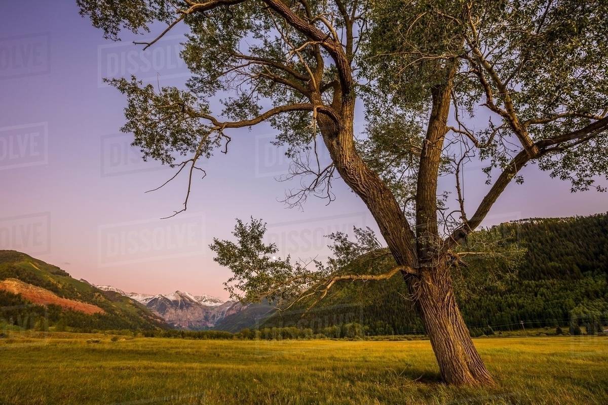 Tree growing in rural landscape - Royalty-free Stock Photo | Dissolve