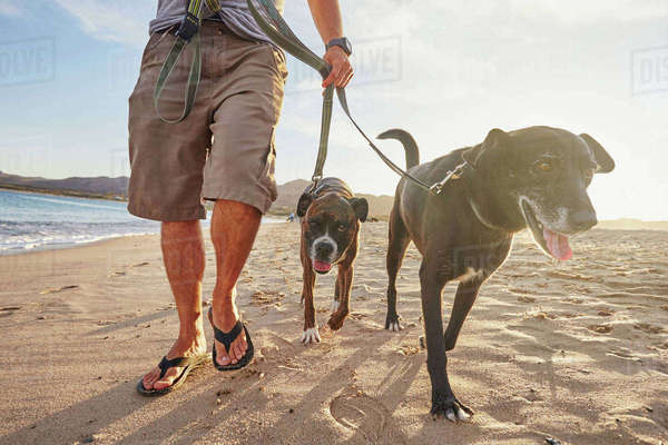 Owner walking dogs on beach - Stock Photo - Dissolve