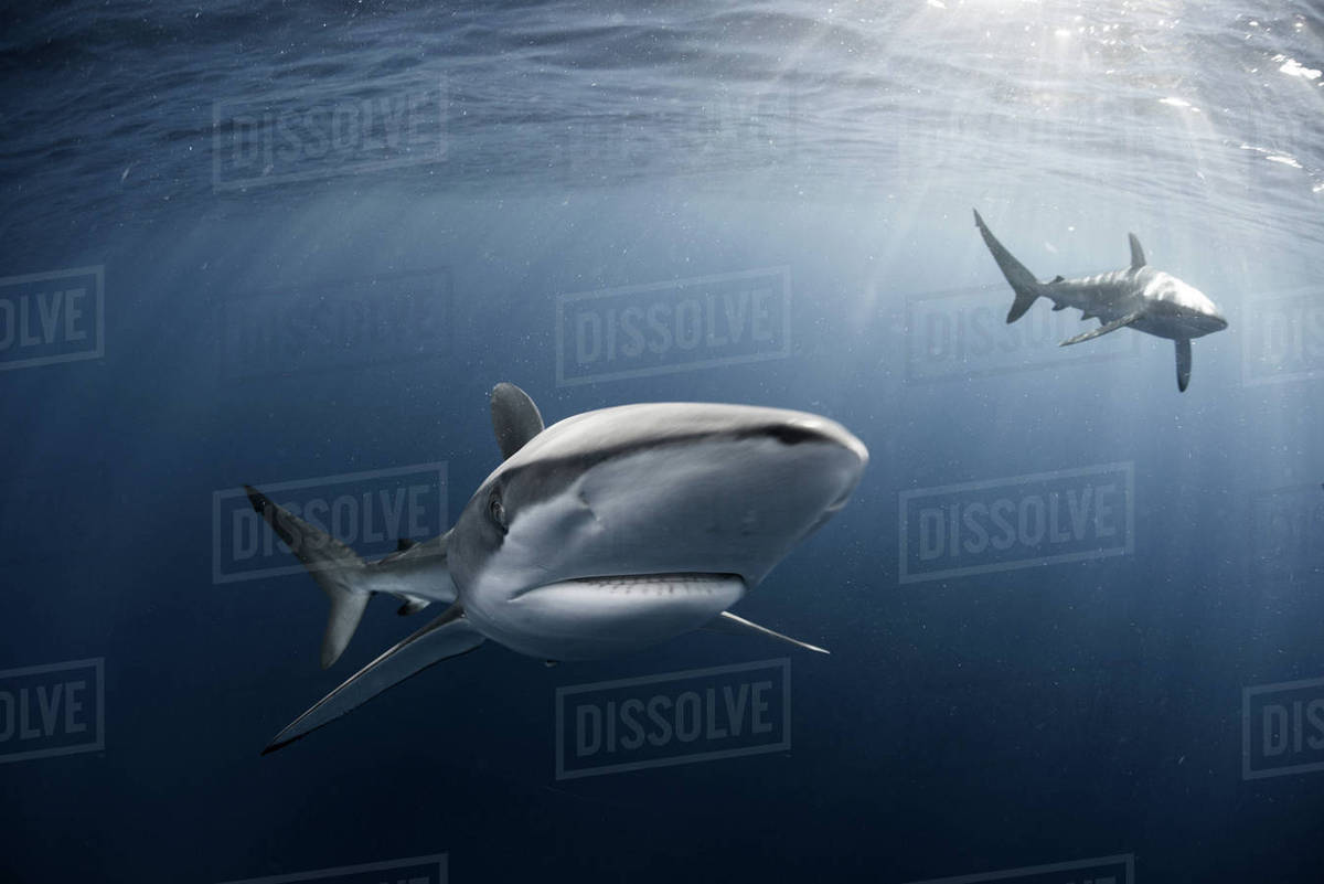 Curious Silky Shark (Carcharhinus Falciformis) swimming close to ...