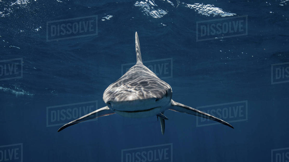 Sandbar shark looking at camera - Royalty-free Stock Photo | Dissolve