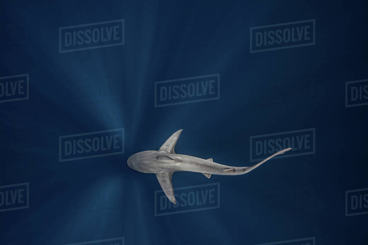 Overhead view of sandbar shark - Royalty-free Stock Photo | Dissolve