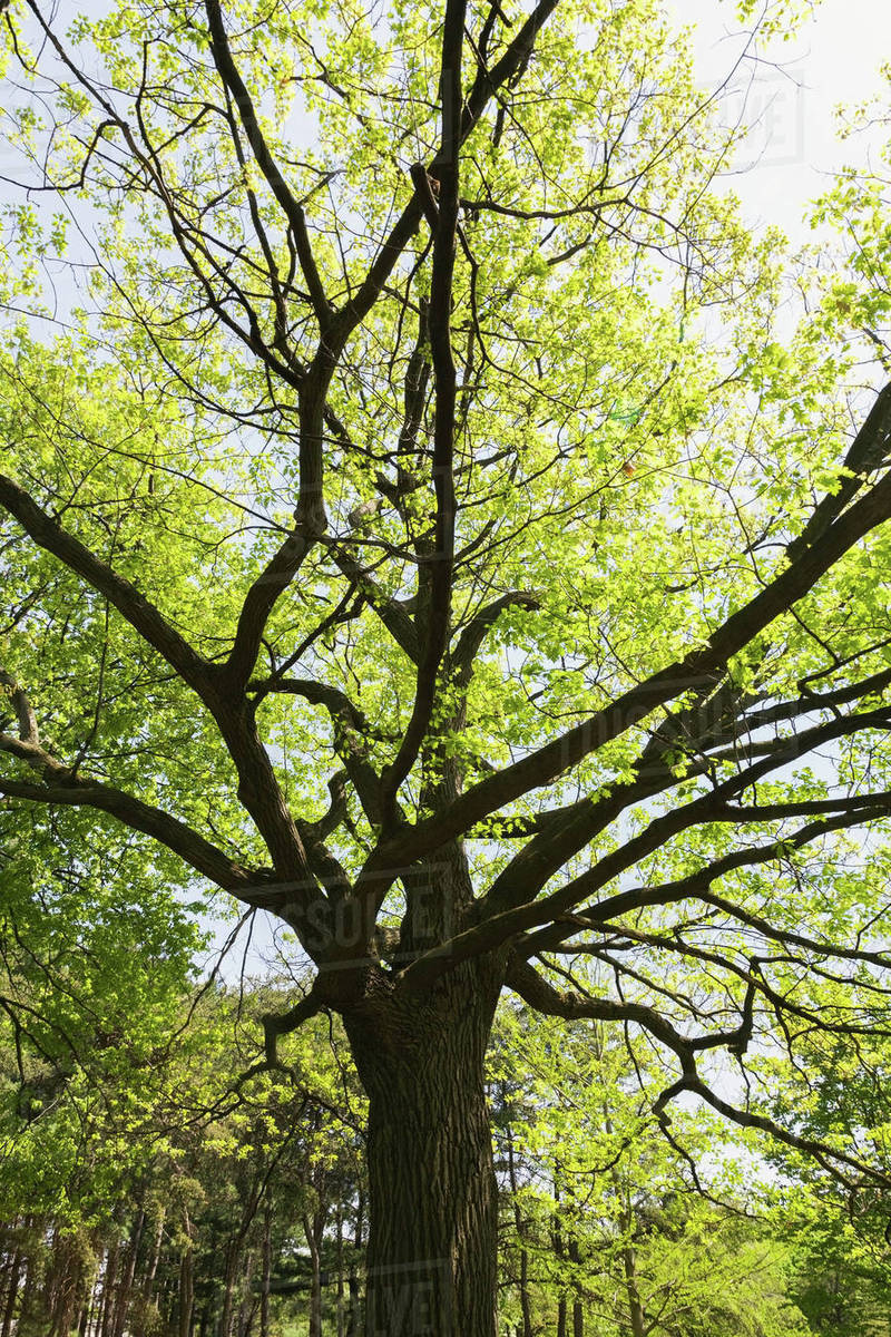 Backlit and silhouetted Quercus rubra - Northern Red Oak tree in spring ...