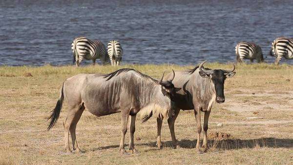 Eastern white-bearded wildebeest (Connochaetes taurinus albojubatus ...
