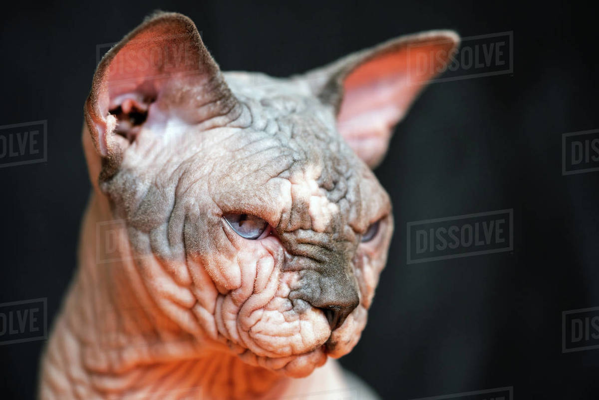 Portrait of Canadian Sphynx cat - breed of cat known for its lack of ...