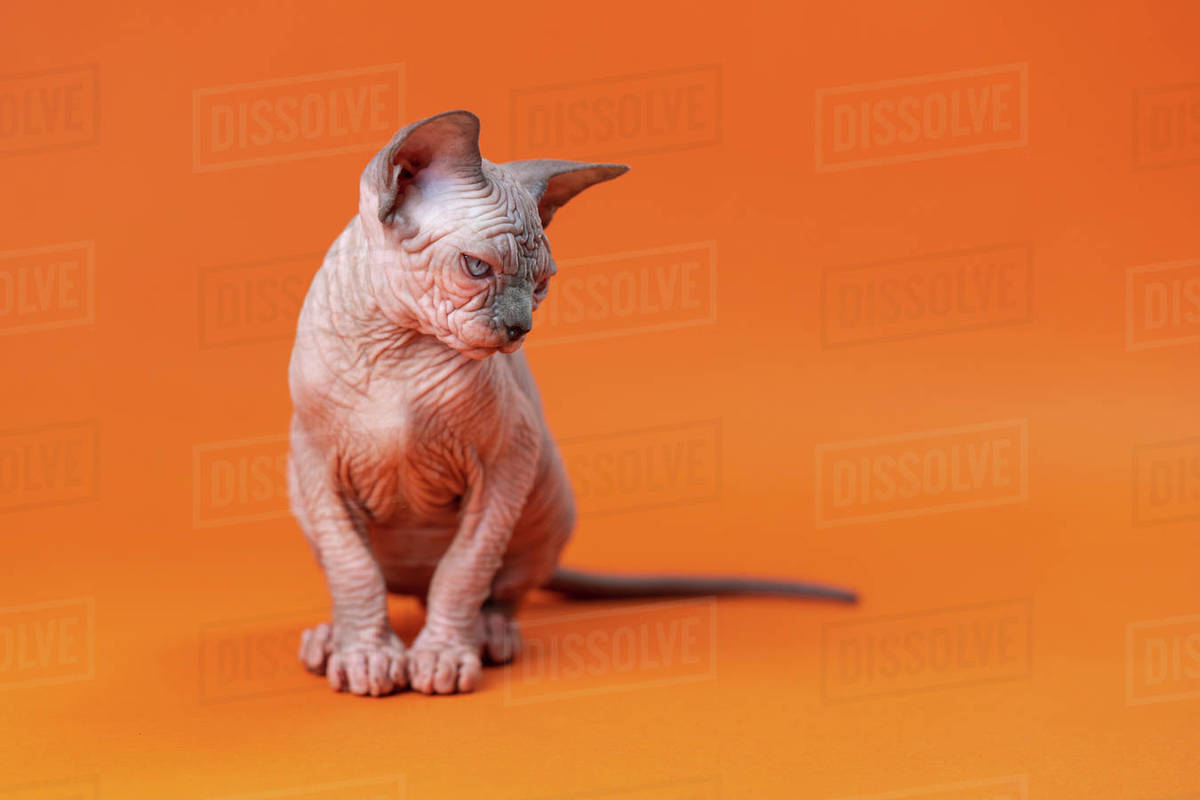 Sphynx Hairless Cat sitting quietly and looking away on orange ...