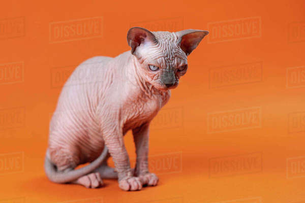 Portrait of Sphynx Cat on orange background. - Stock Photo - Dissolve