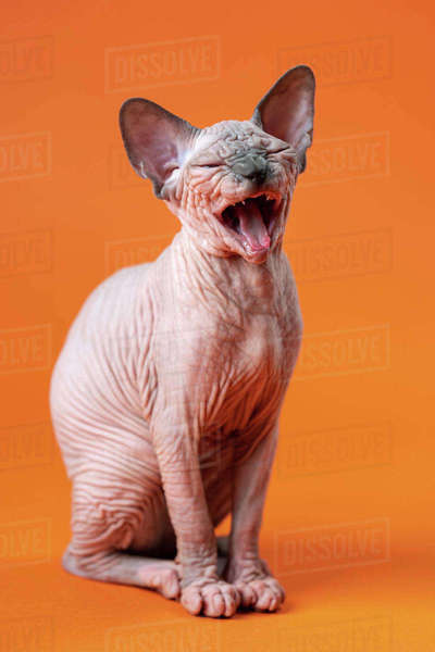 Portrait of female Canadian Sphynx Cat on orange background. - Stock ...