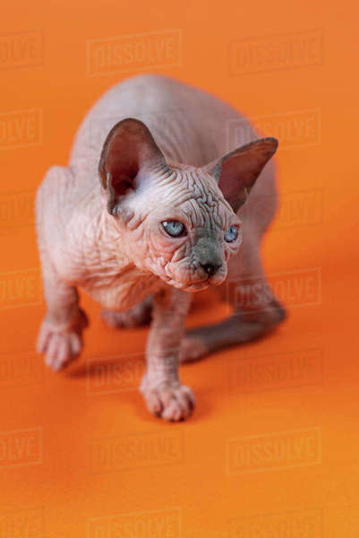 Portrait of female Canadian Sphynx Cat on orange background. - Stock ...