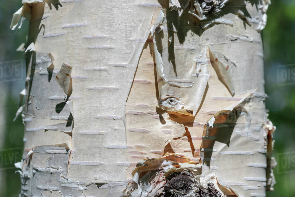 Birch tree trunk close-up on summer background on sunny day. Natural ...