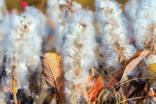 Salix arctica - arctic willow - tiny creeping willow family Salicaceae ...