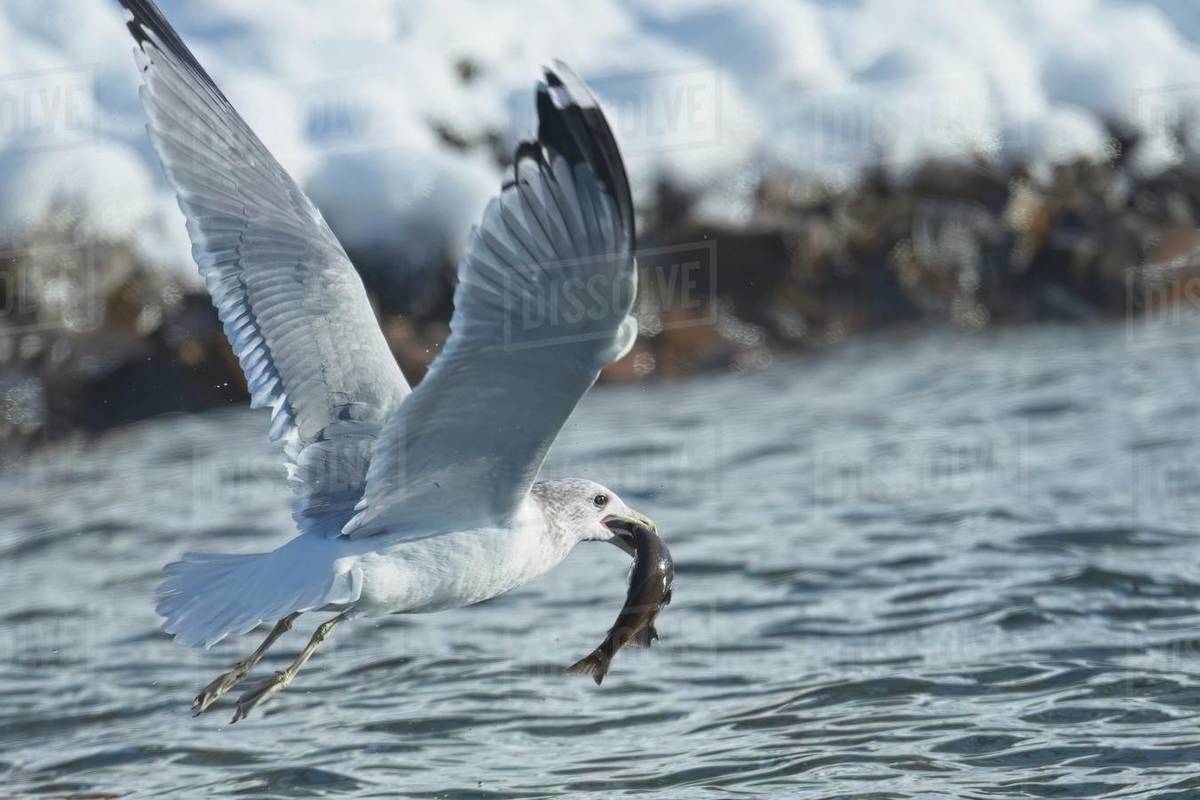 A seagull takes off from the water after catching a fish in its beak in ...