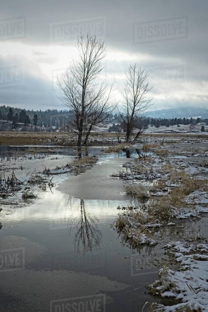A landscape photo of two barren trees standing in a partly flooded ...