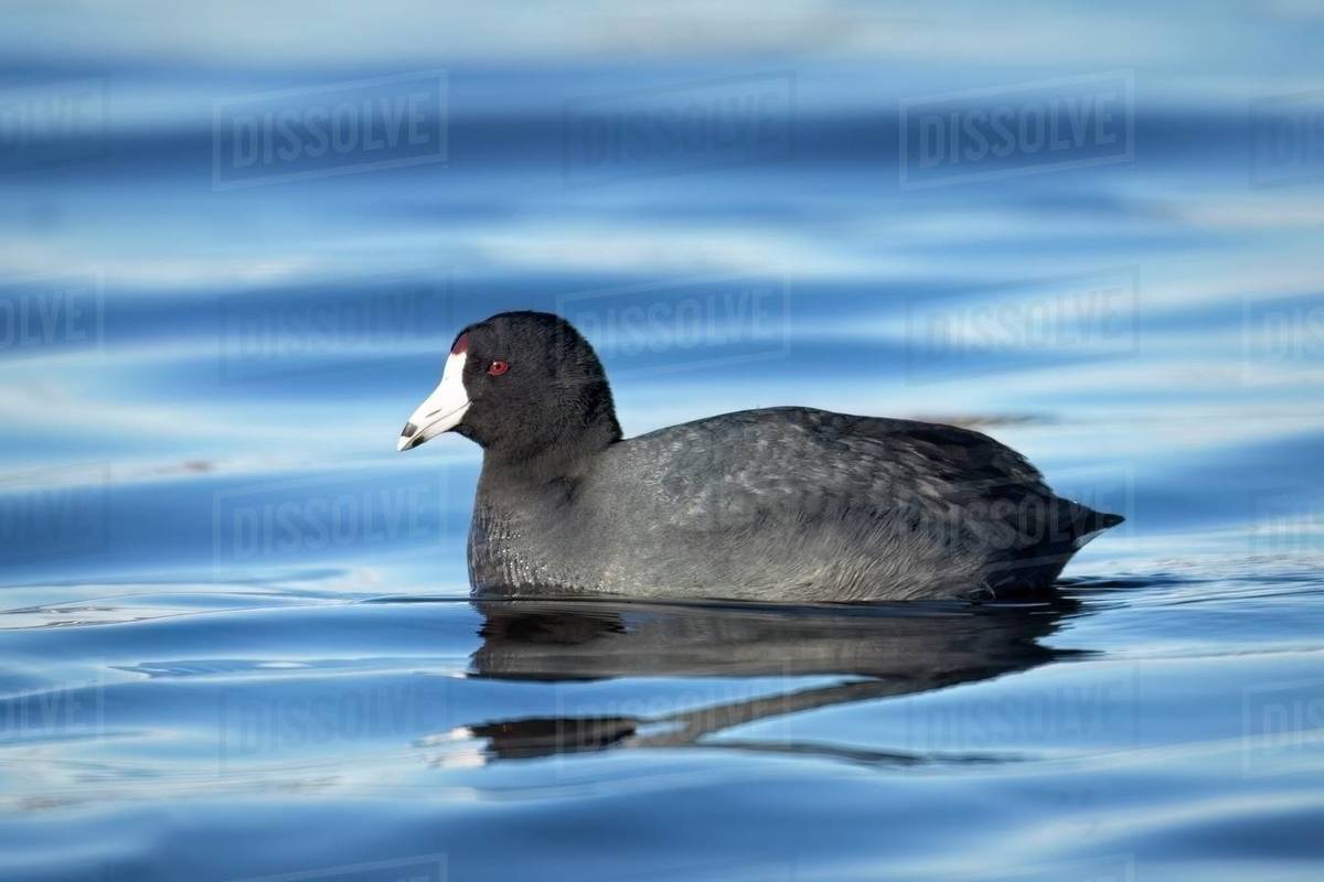 An American Coot water bird swims in the water at Saltese Flats in ...