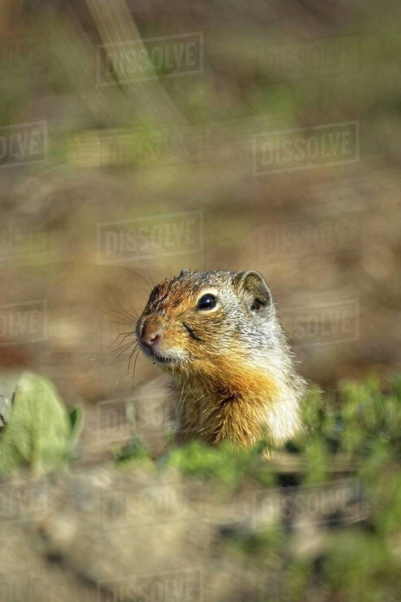 A cute little Columbian Ground Squirrel peers out from a hole in the ...