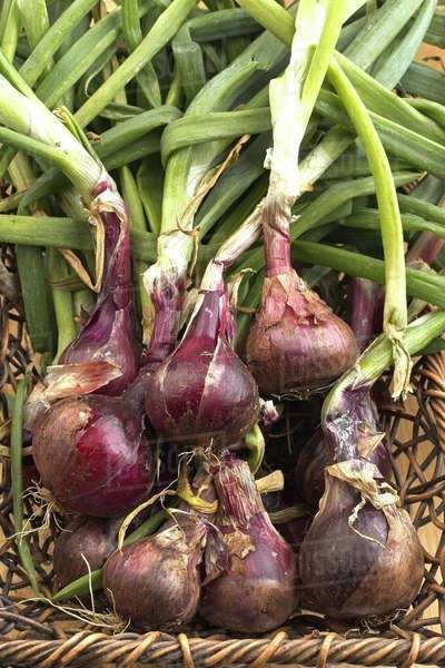 A close up of a pile of red onions with the stalks on them which were ...