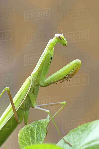 A side view close up photo of a cute praying mantis in a garden in ...