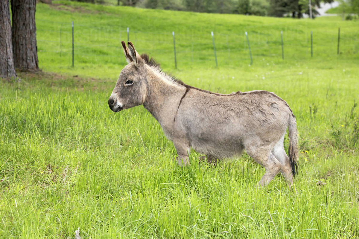 A cute miniature donkey stands in the grassy pasture in north Idaho ...