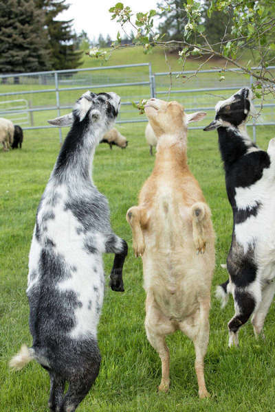 Goats stand up on hind legs to eat leaves from a small tree in north ...