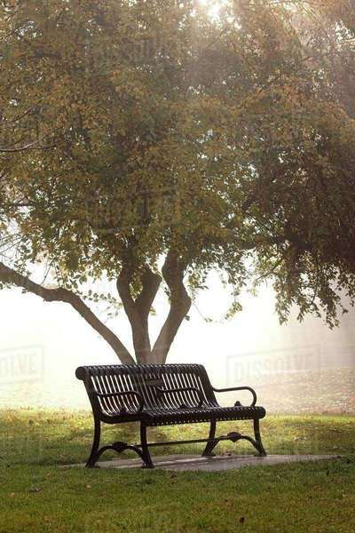 An empty park bench and a small tree in partial fog are backlit by the ...