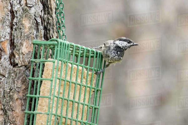 A cute mountain chickadee feeds from the suet cage in Idaho. - Royalty ...