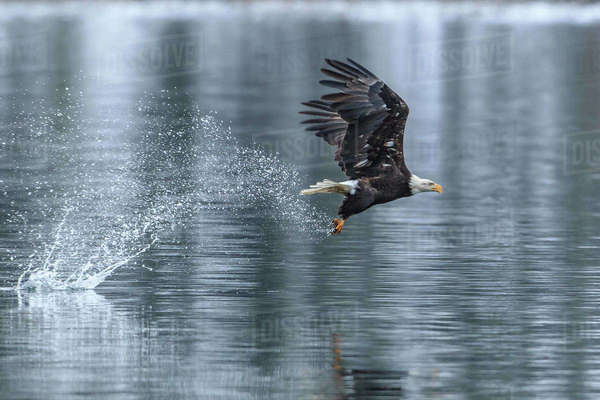 Bald eagle makes a splash after catching a fish on Coeur d'Alene Lake ...