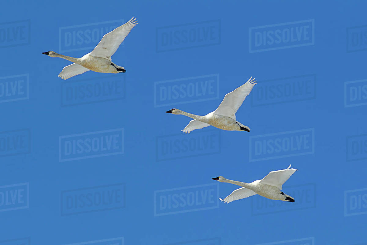 Three tundra swans flying up in the bright blue sky in north Idaho ...