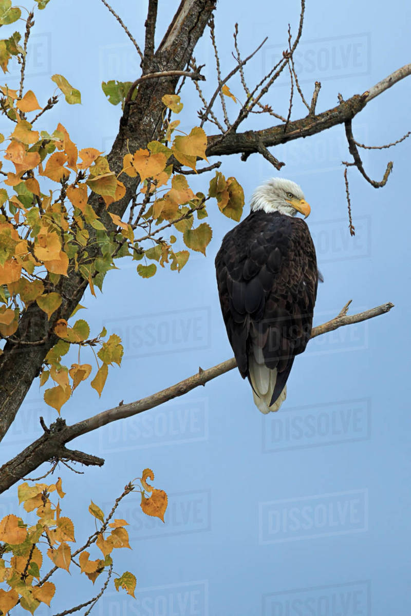 An American bald eagle is perched in a tree with autumn leaves near ...