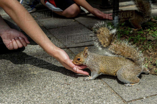 At the national mall in Washington DC, it is common to see squirrels ...