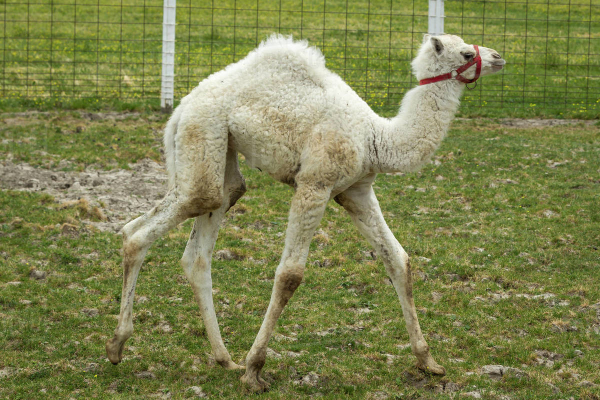 A rare albino camel baby standing in a small farm field - Royalty-free ...