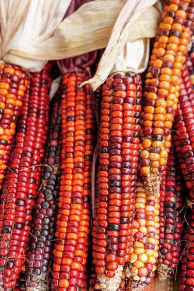 A close up of multi colored corn most common during the holidays ...