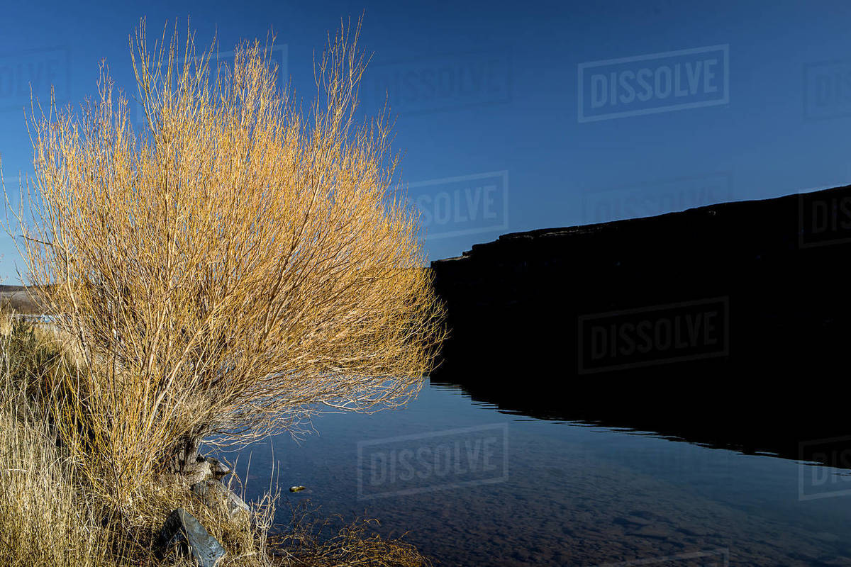 A bright yellow bush stands by the calm still water of Blue Lake near ...