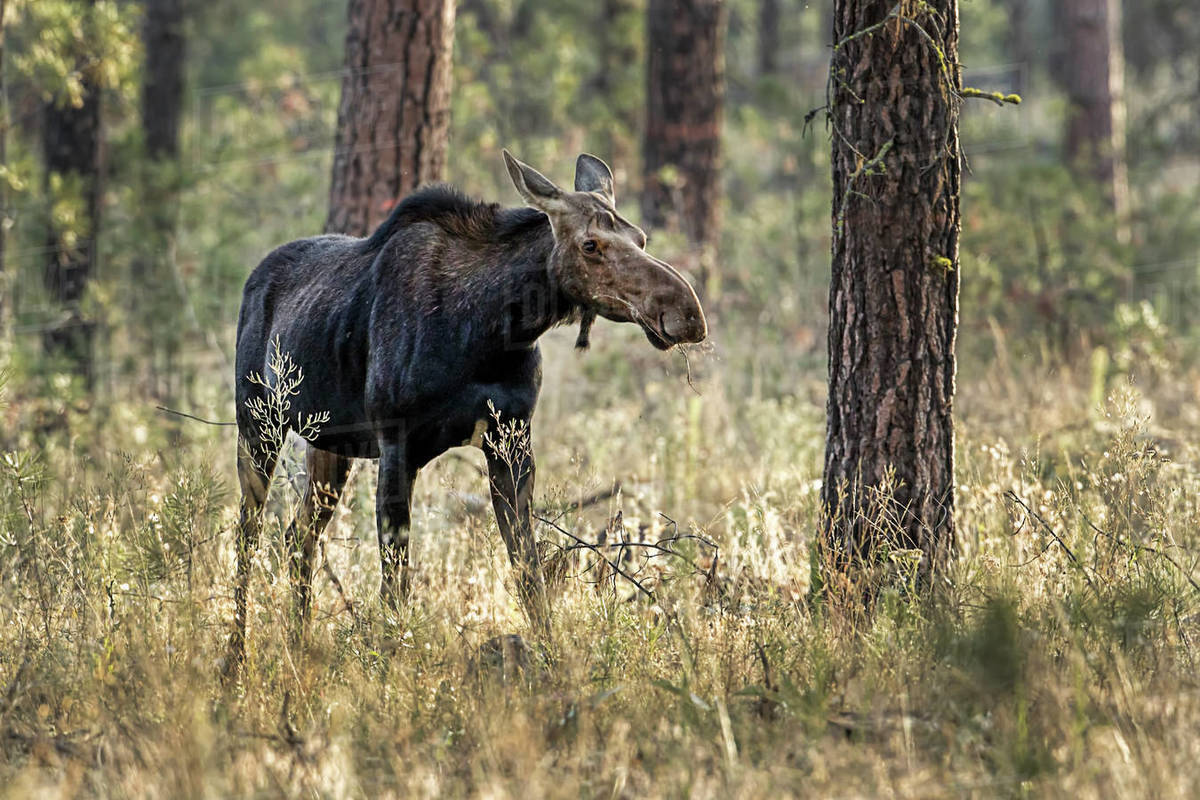 Female moose grazing for food at Turnbull Wildlife Refuge near Cheney ...