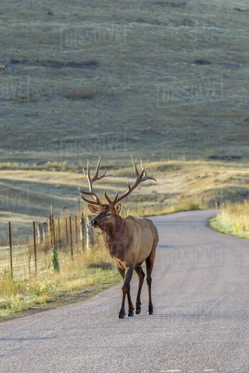 A bull elk walks along the road at the National Elk and Bison range in ...