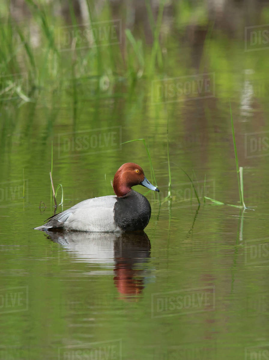 A male redhead duck in a pond near Hauser Lake, Idaho - Royalty-free ...