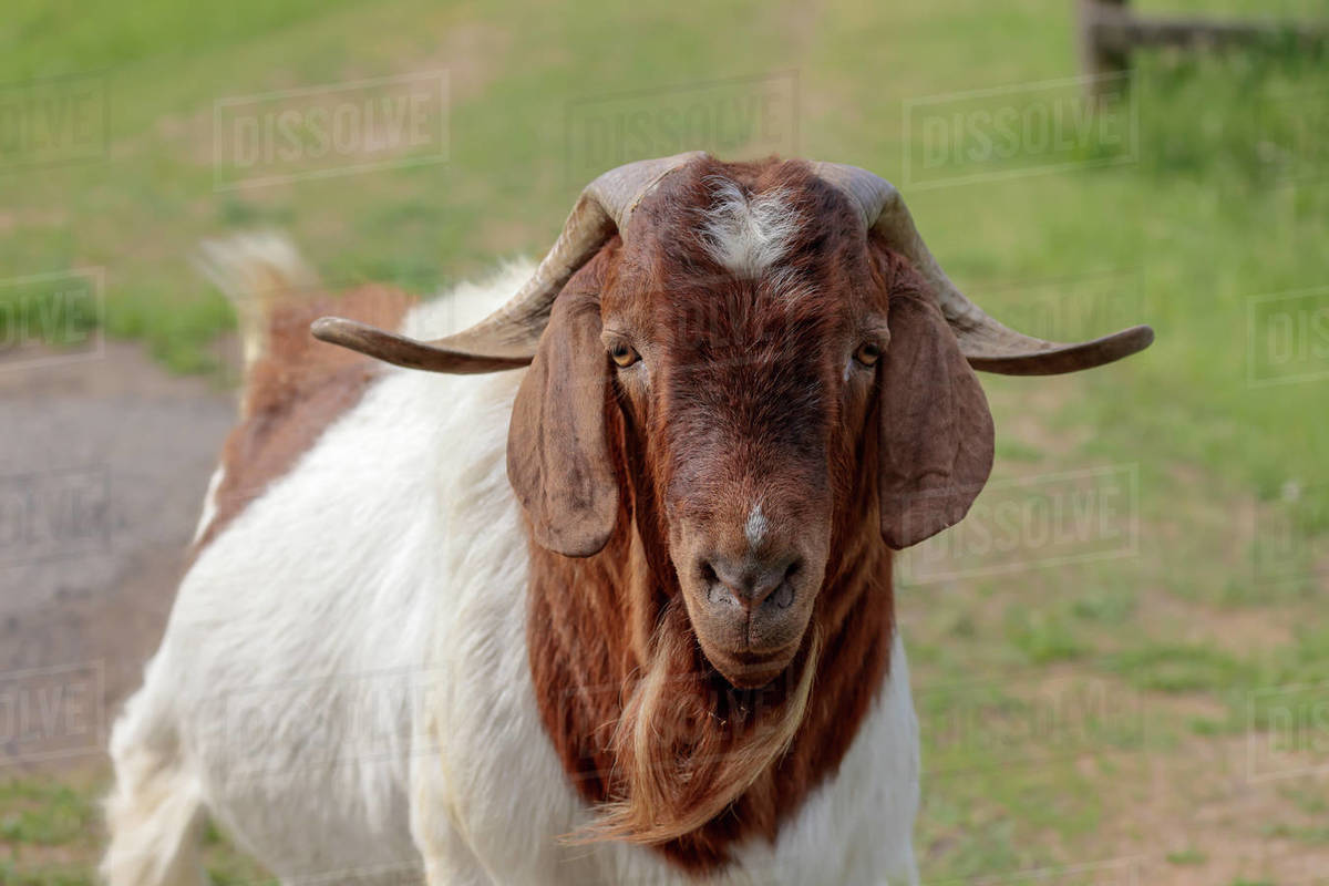 A close up portraiture of a goat with large horns near St. Maries ...